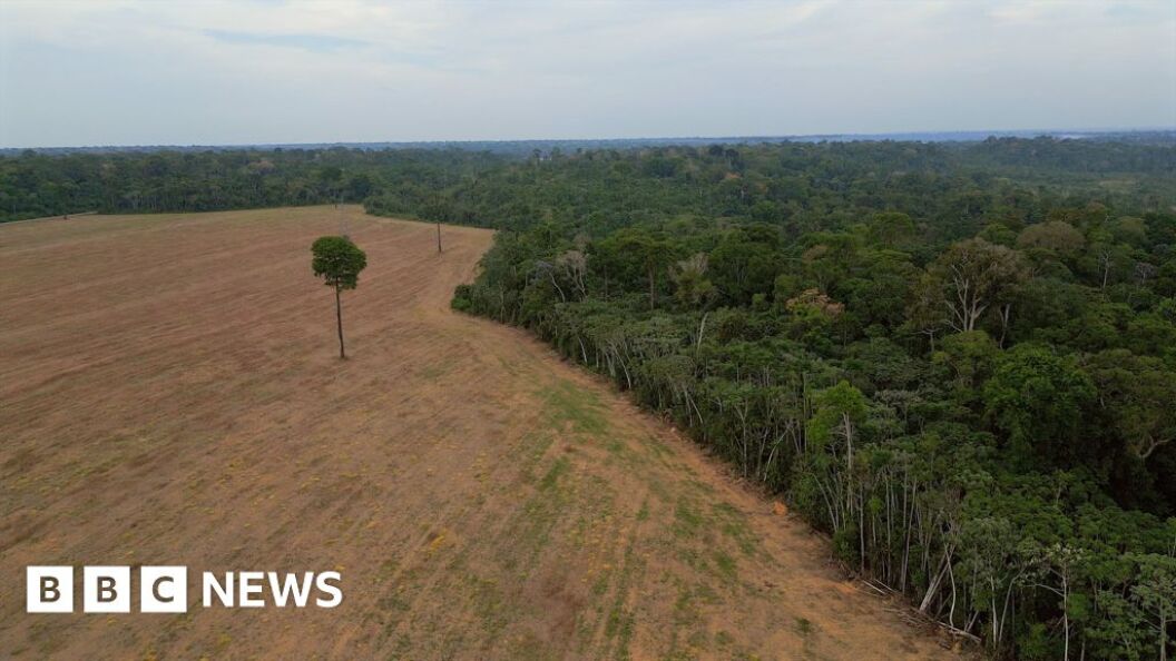 SEPE - Brazil's Amazon rainforest at risk as key protection under threat