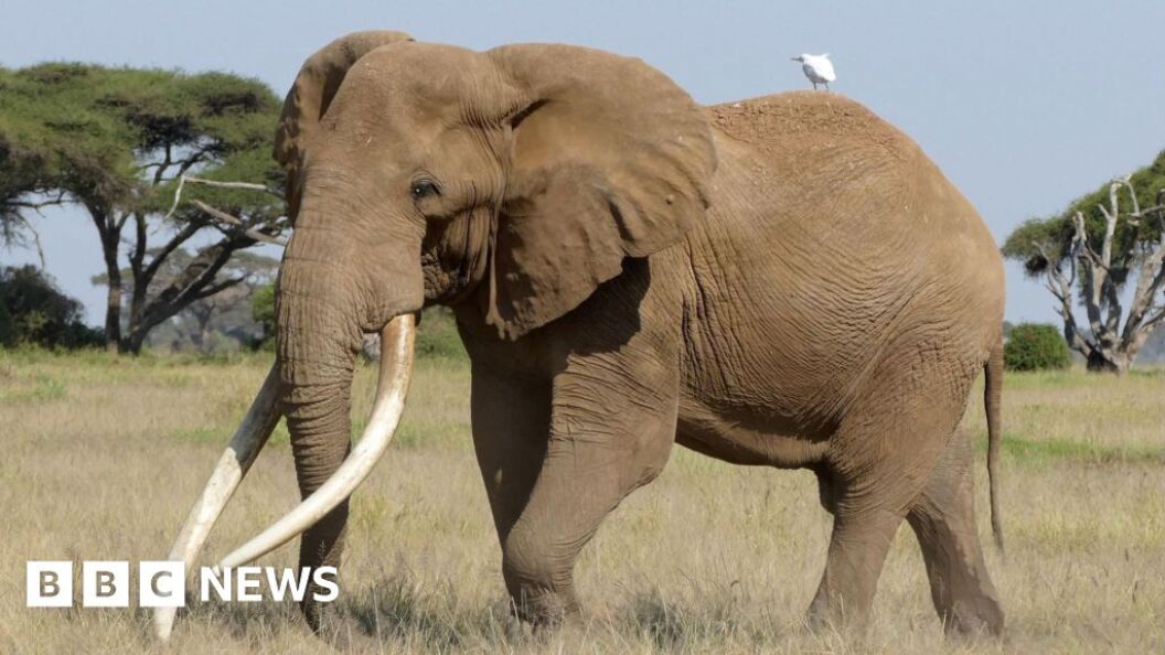 SEPE - Craig the beer-ambassador elephant dies aged 54