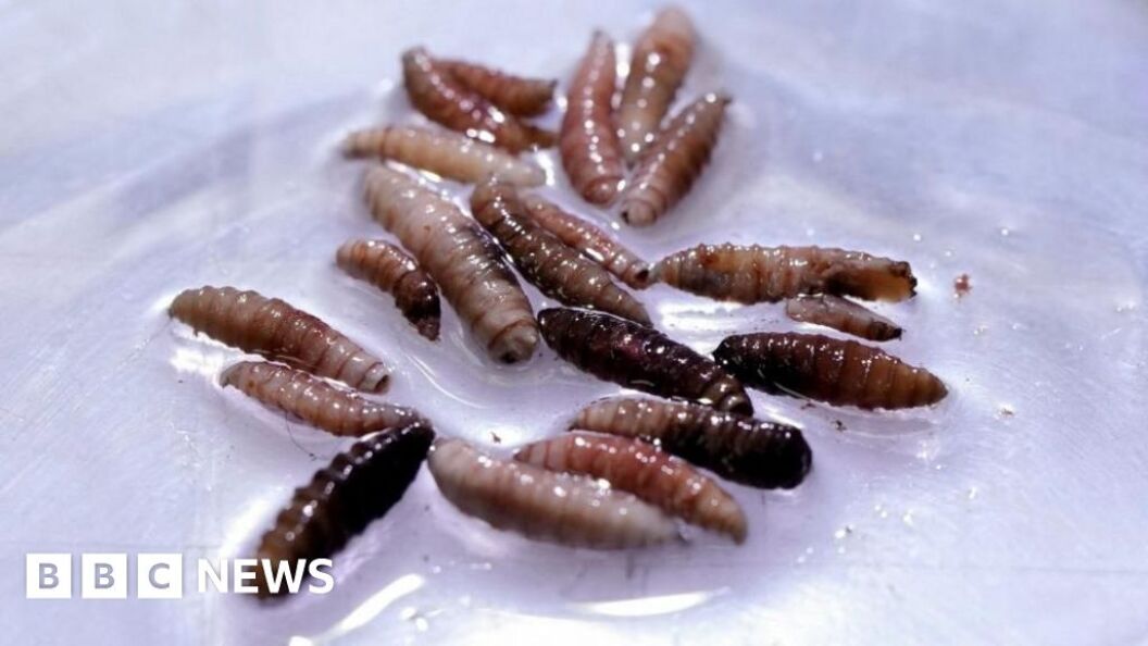 SEPE - Flesh-eating screwworm arrives in US with first case in Texas