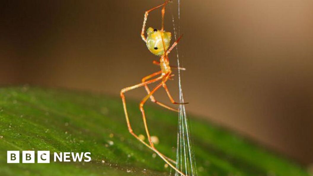 SEPE - Spider which uses spring trap to capture prey discovered in ...