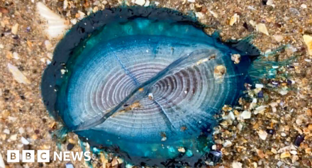 SEPE - 'Stunningly beautiful' by-the-wind sailors appear on Welsh beaches